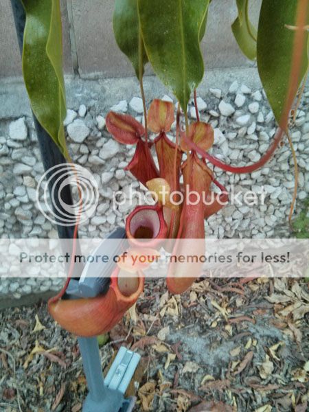 My Nepenthes - FlyTrapCare Forums
